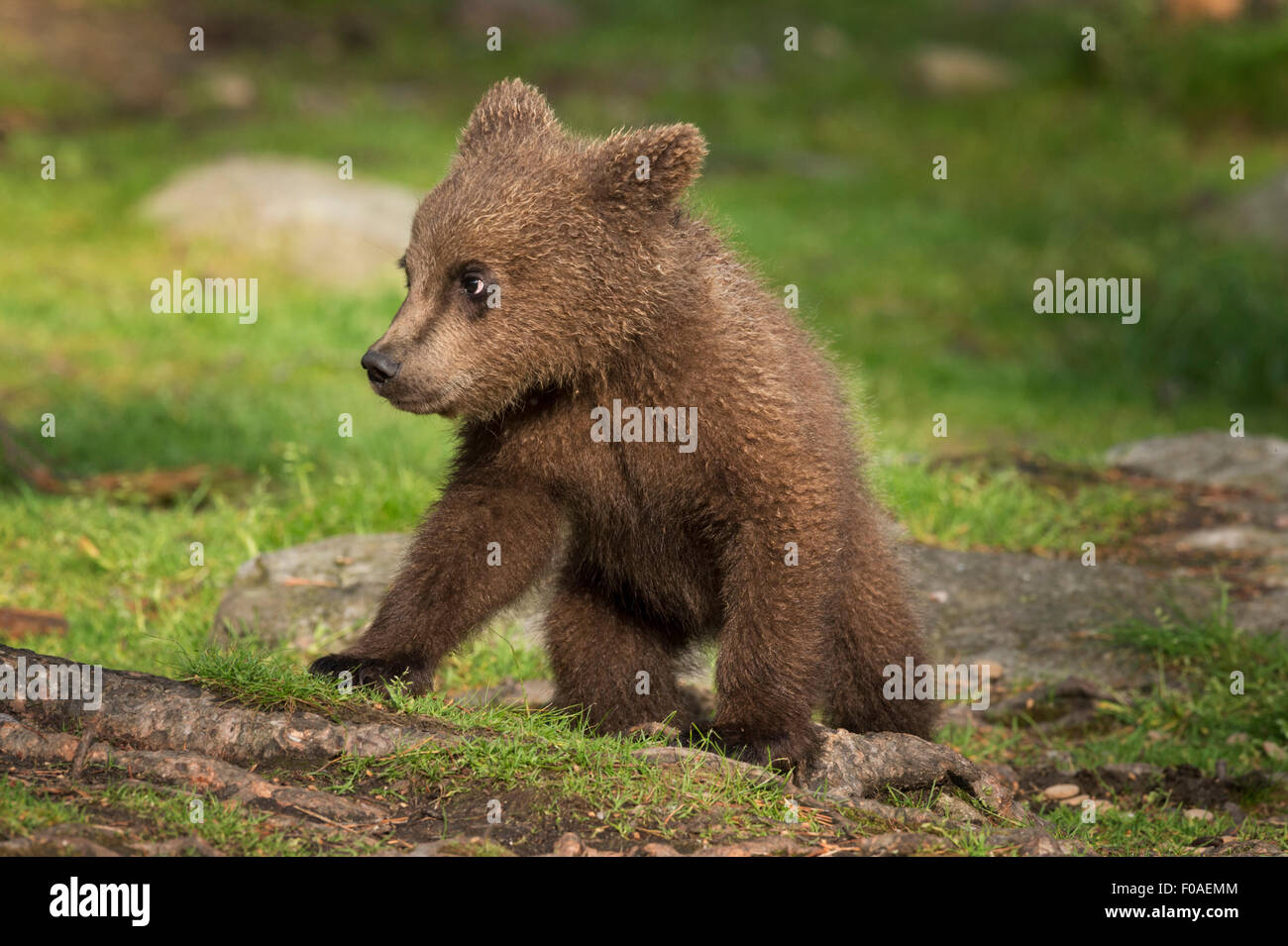 Brown Bear Cub Stock Photo - Alamy