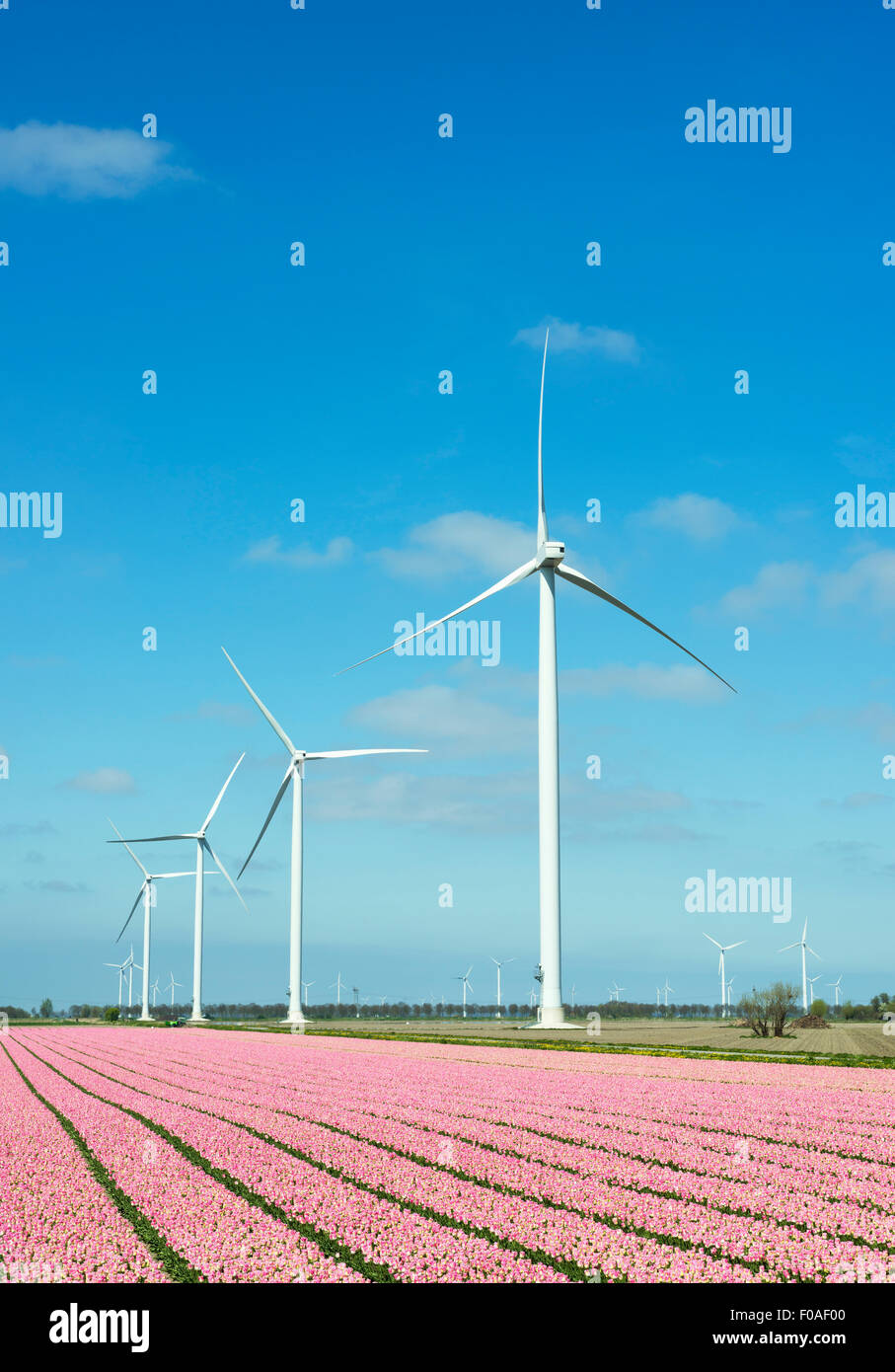 Row of blooms hi-res stock photography and images - Alamy