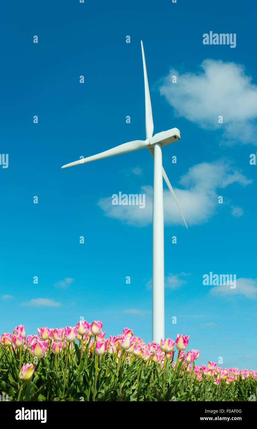 Field with pink tulip blooms and wind turbine, Zeewolde, Flevoland ...