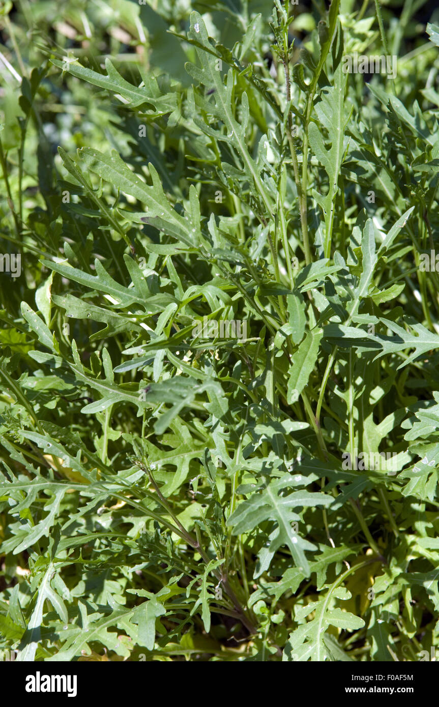 Wilde Rauke; Rucola selvatica Stock Photo - Alamy