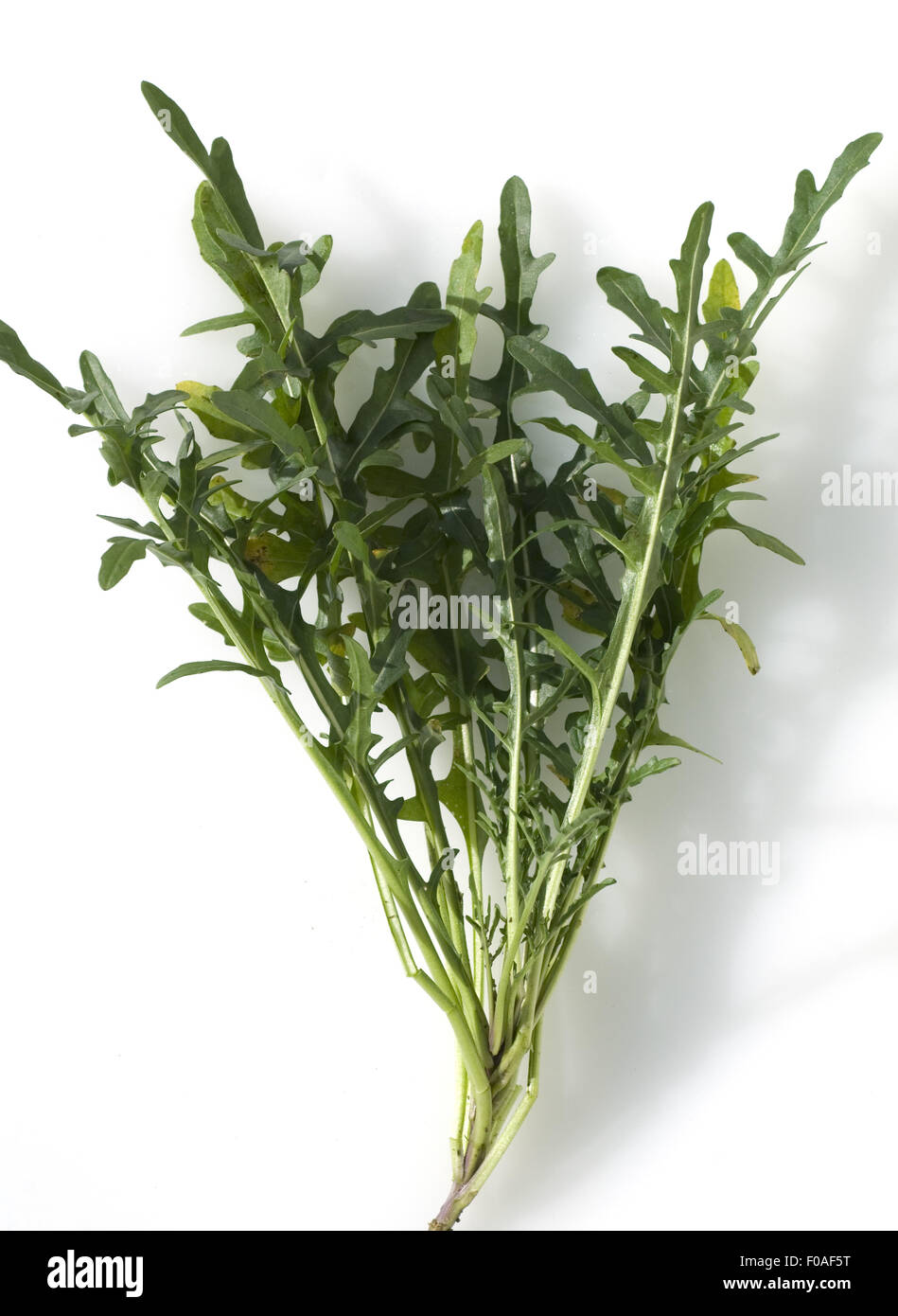Wilde Rauke; Rucola selvatica Stock Photo - Alamy