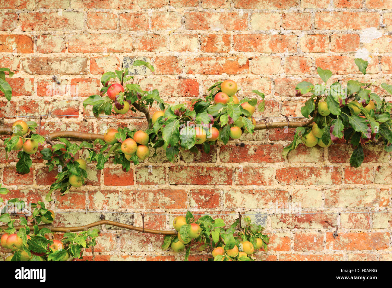 Wallpaper apples hi-res stock photography and images - Alamy