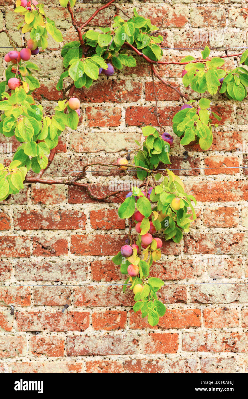 Brick wall with leaves hi-res stock photography and images - Alamy