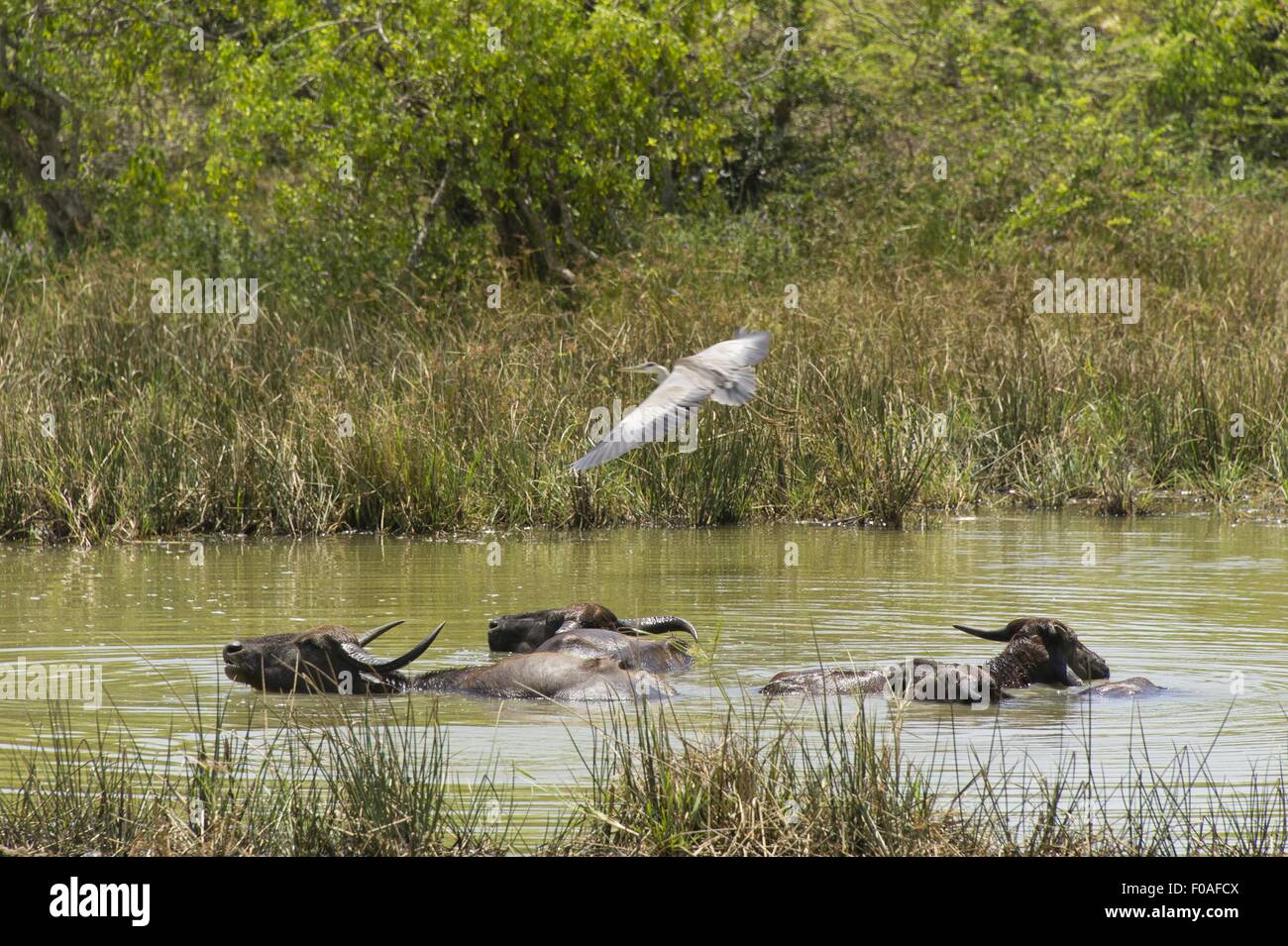 Buffaloes in water and bird flying above at Yala National Park in Sri ...