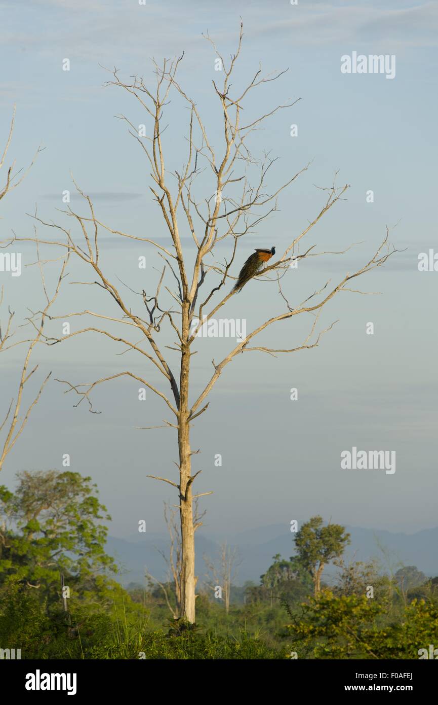 Peacock on a bare tree in Udawalawe National Park, Uva Province, Sri ...