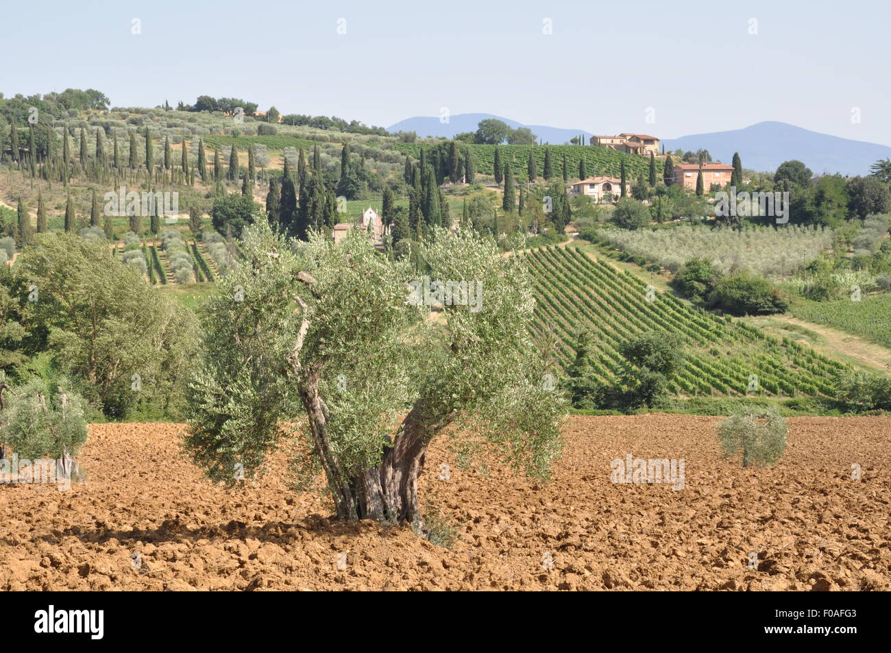 Olive trees Tuscany landscape Italy Stock Photo - Alamy
