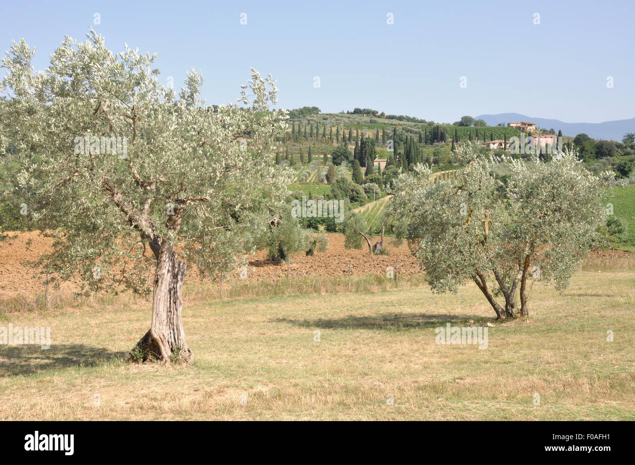 Olive trees Tuscany landscape Italy Stock Photo - Alamy