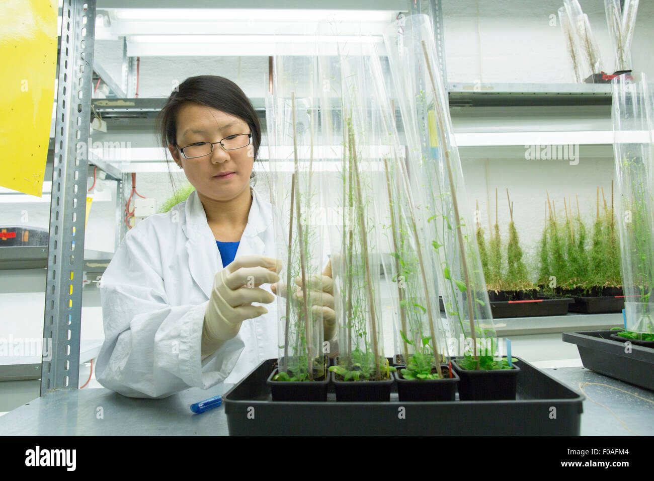Female scientist looking at plant sample in greenhouse lab Stock Photo ...