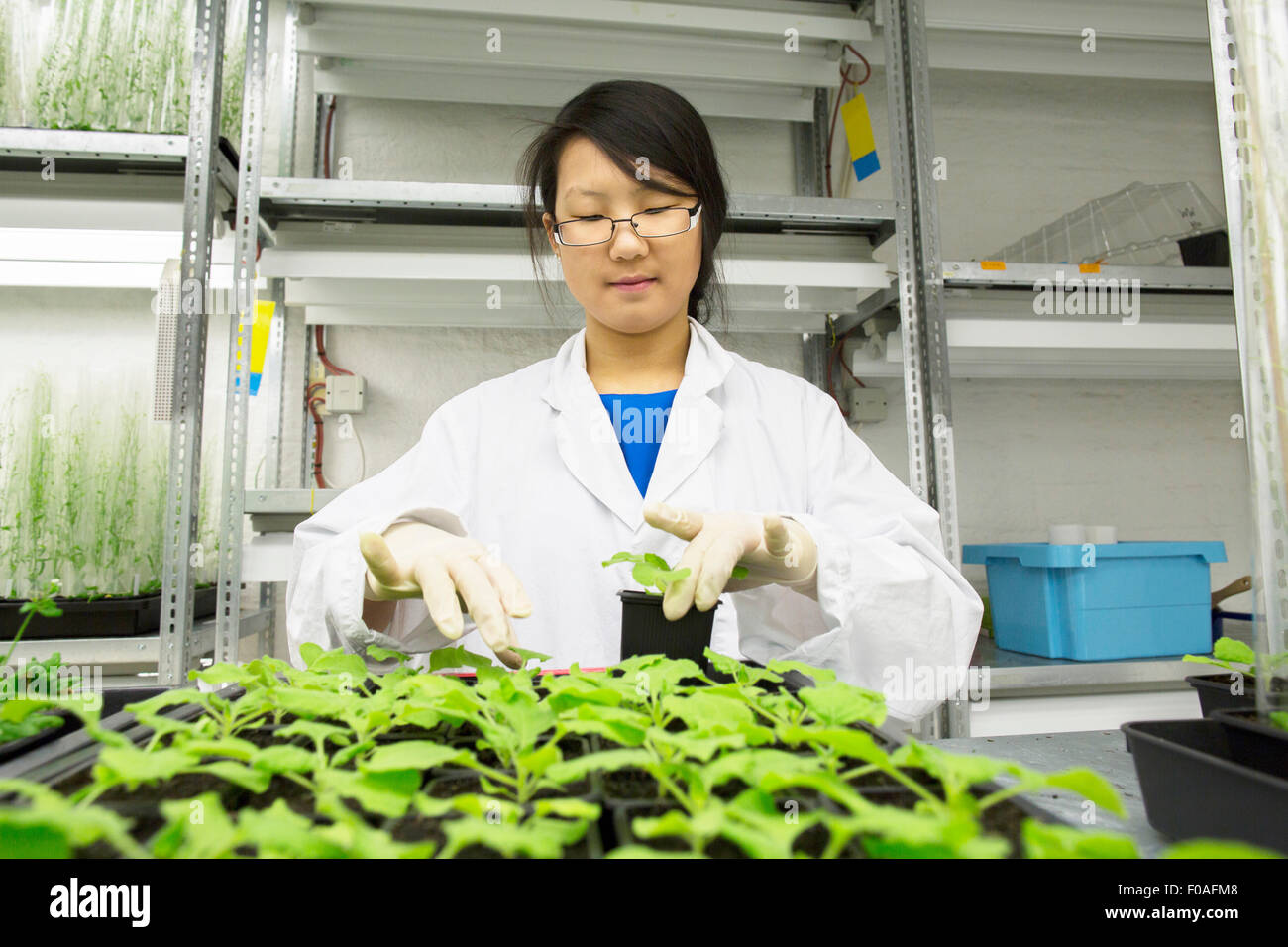 Female scientist selecting plant sample in greenhouse lab Stock Photo ...
