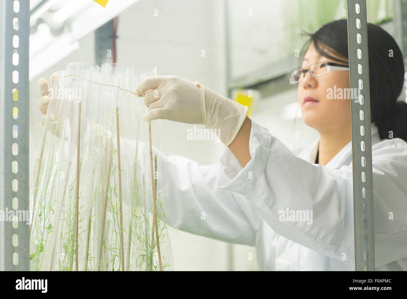 Female scientist preparing plant sample in greenhouse lab Stock Photo ...