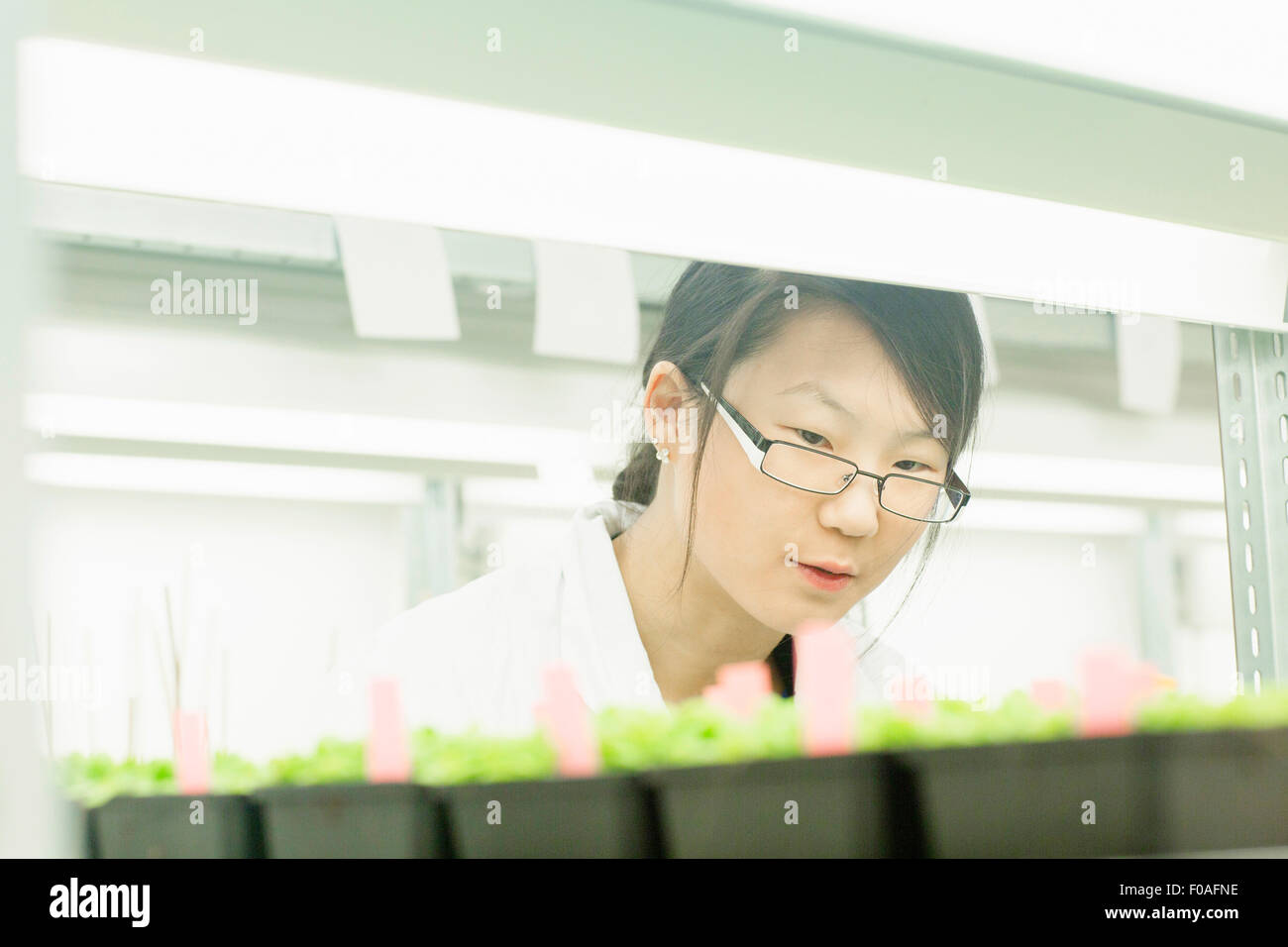 Female scientist looking at plant sample in greenhouse lab Stock Photo ...
