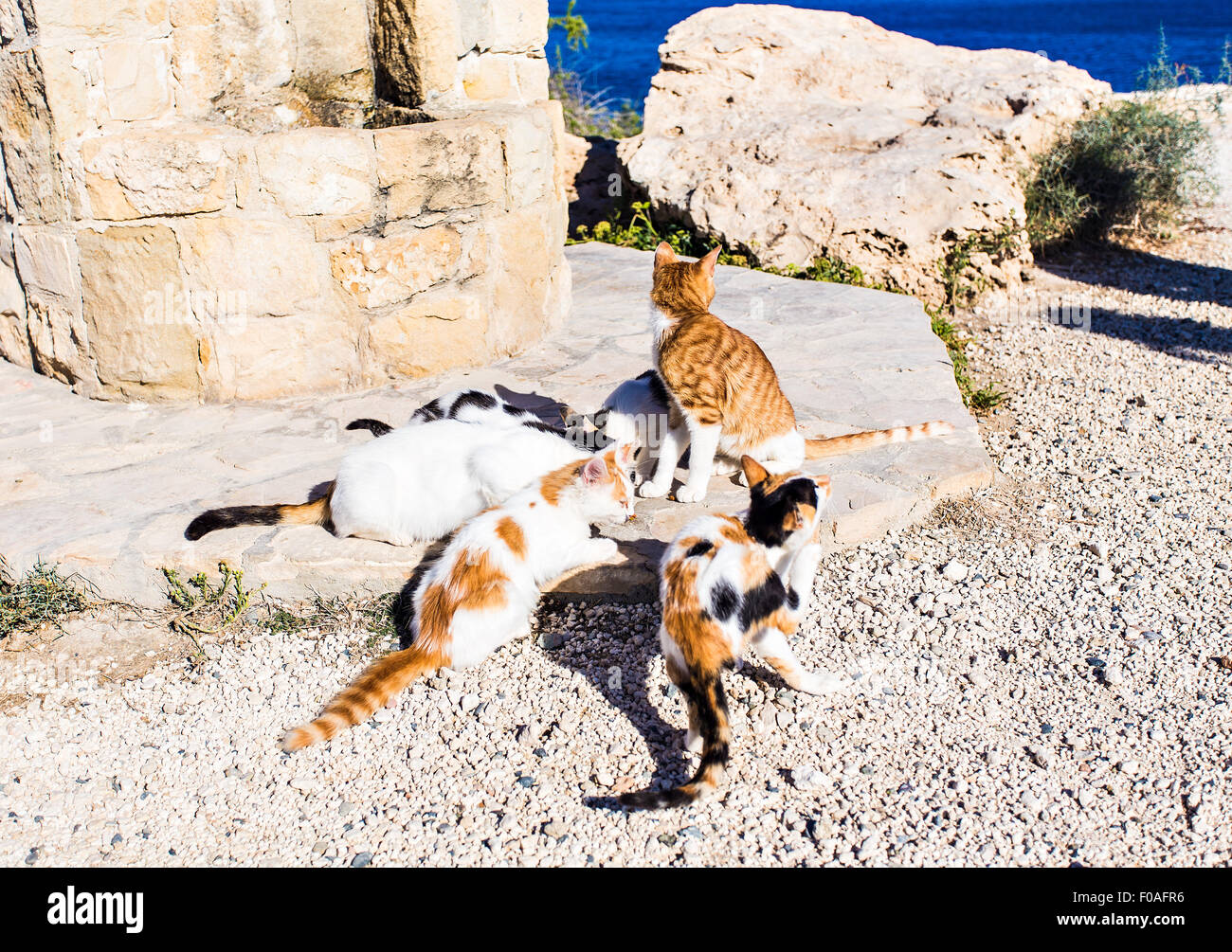 Cats Happily Enjoy Cat Food Feed by Tourists Stock Photo - Alamy