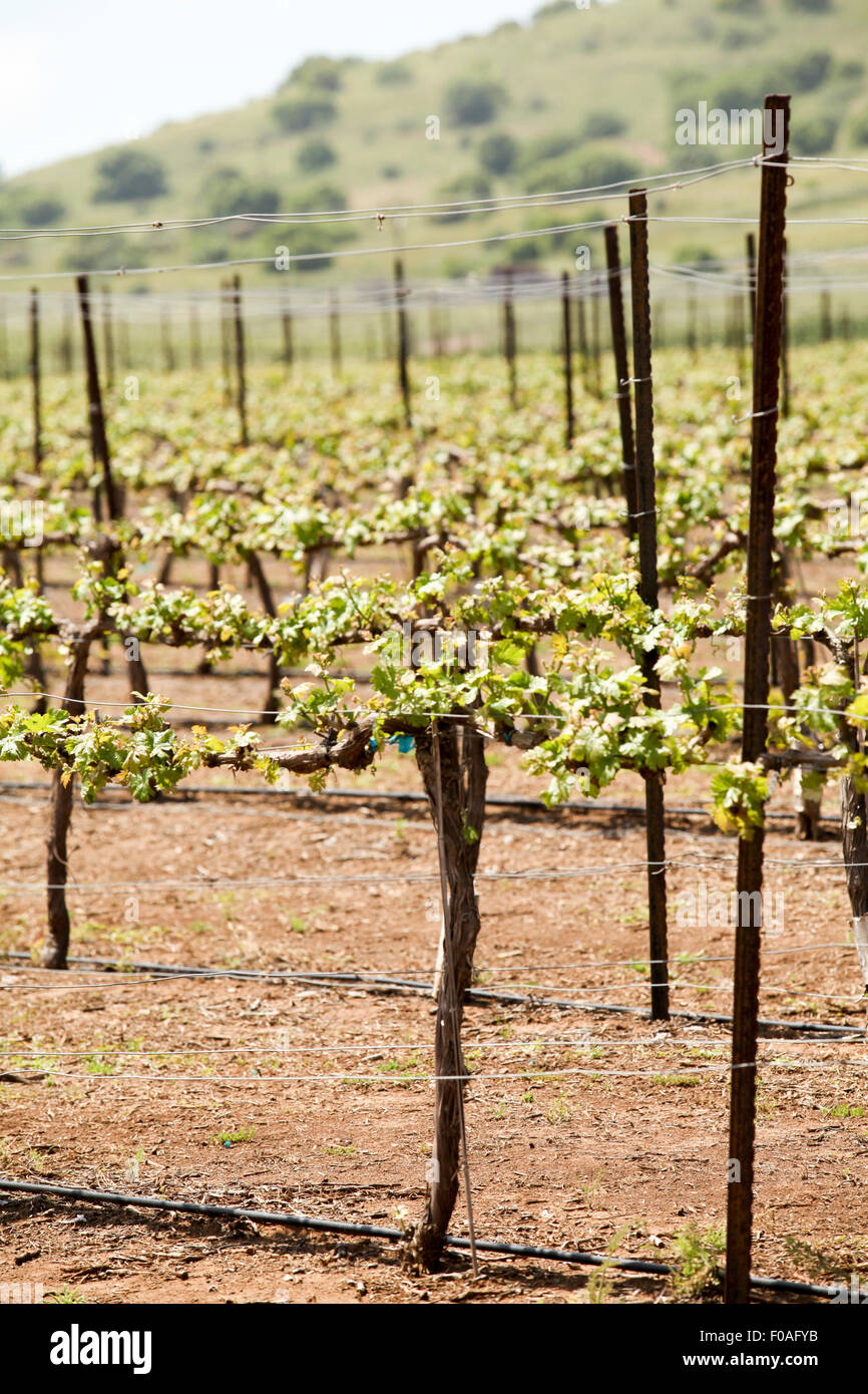 Golan Heights Winery High Resolution Stock Photography and Images - Alamy