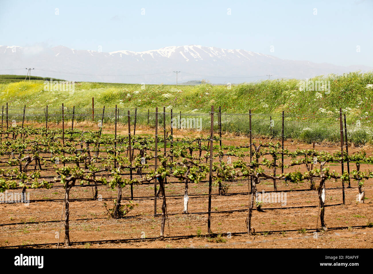 Grapevines in a vineyard. Photographed in the Golan Heights, Israel ...