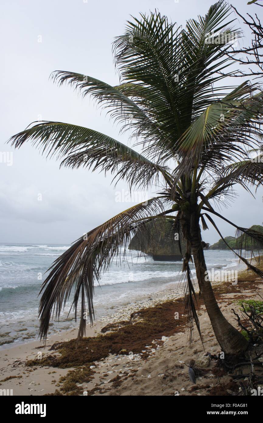 Coconut tree near sea in the island of Lesser Antilles, Caribbean ...