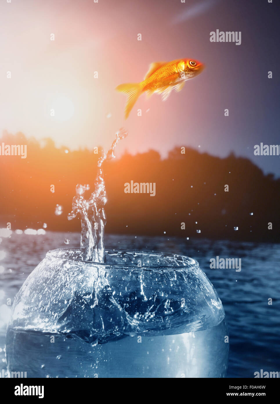 Goldfish water splash hi-res stock photography and images - Alamy