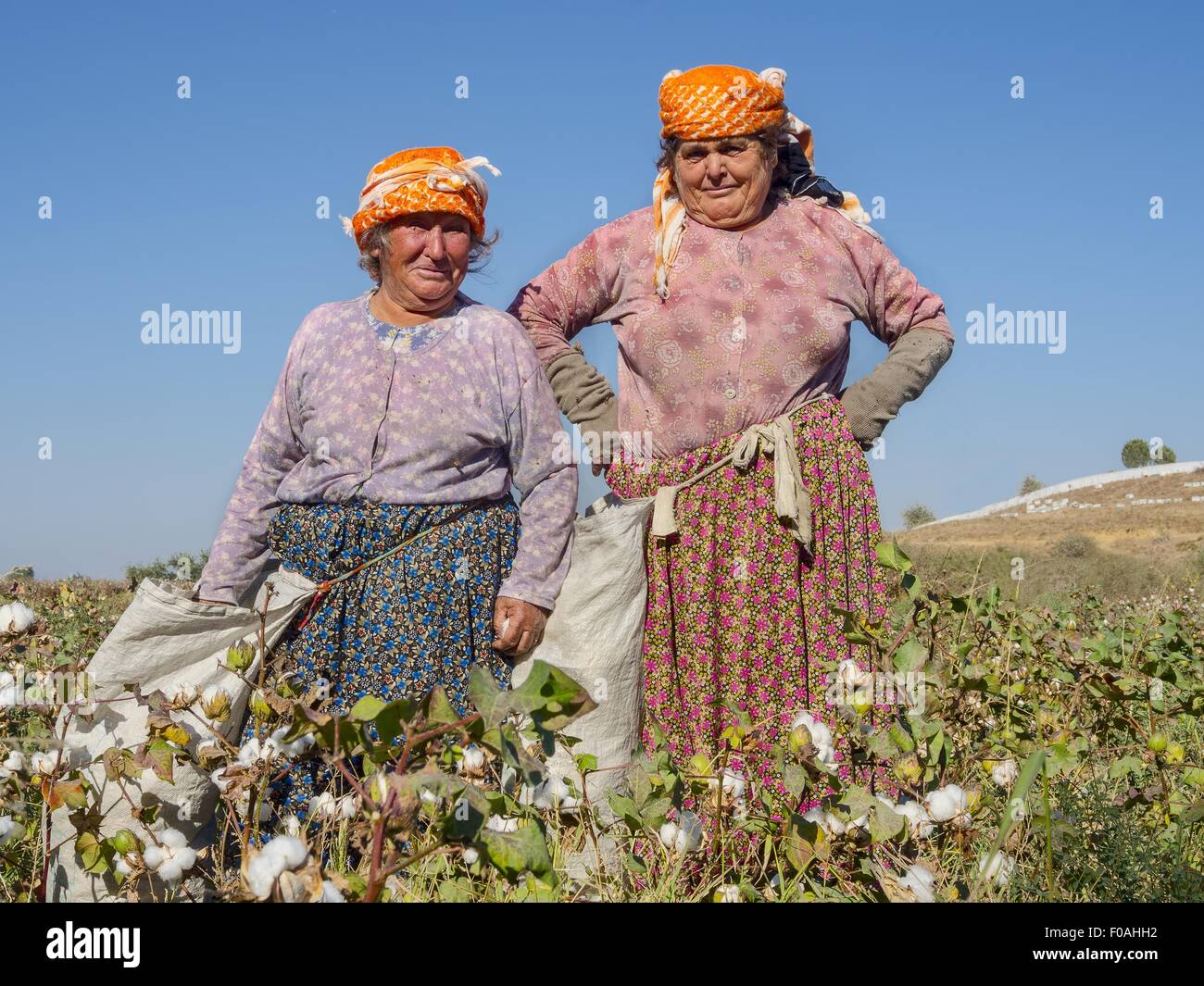 Cotton field pickers hi-res stock photography and images - Alamy