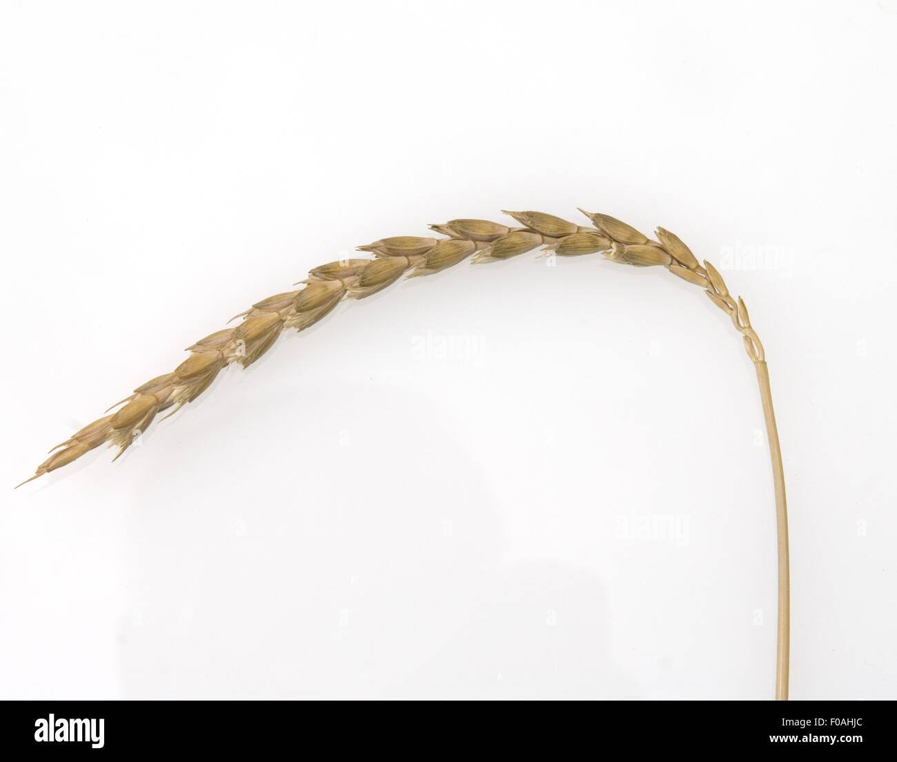 Dinkelaehren hi-res stock photography and images - Alamy