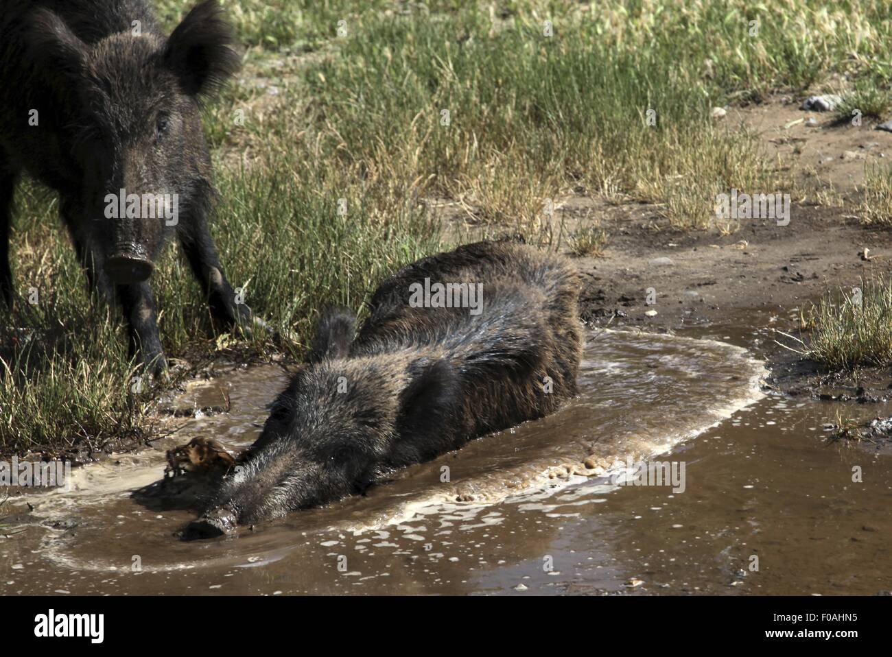 Two wild boar in Dilek Peninsula National Park, Turkey Stock Photo - Alamy