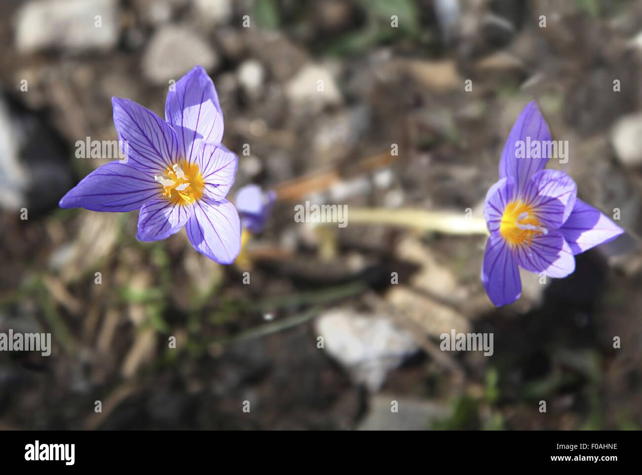 National flower of turkey hi-res stock photography and images - Alamy