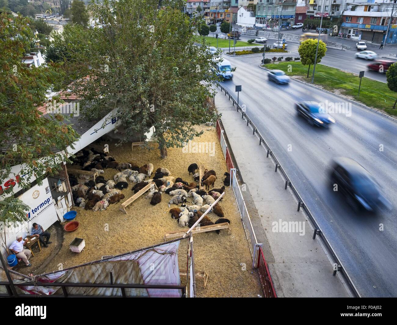Enclosure movement sheep hi-res stock photography and images - Alamy