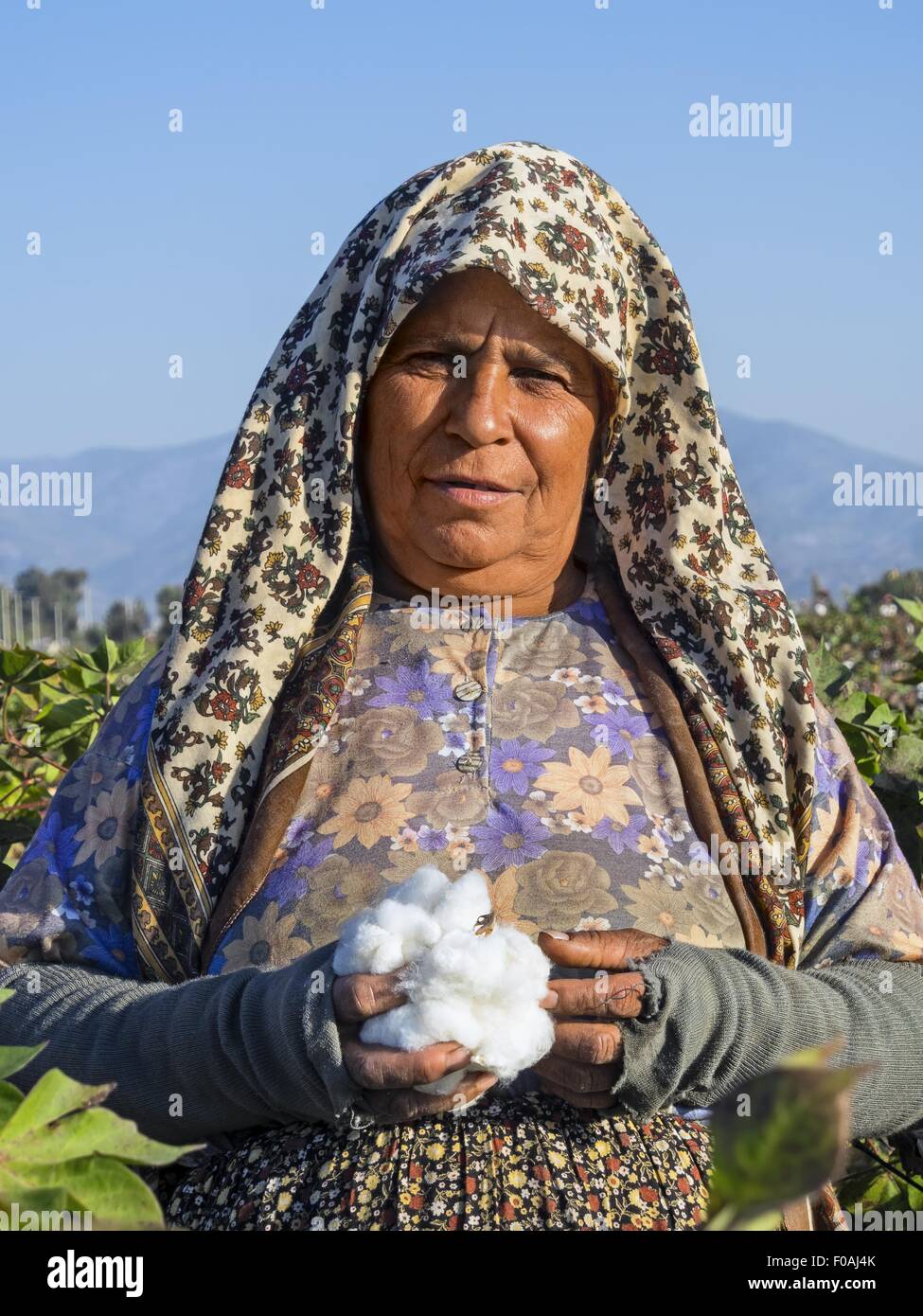 Tree wool picker holding cotton in Meander, Aegean, Turkey Stock Photo ...