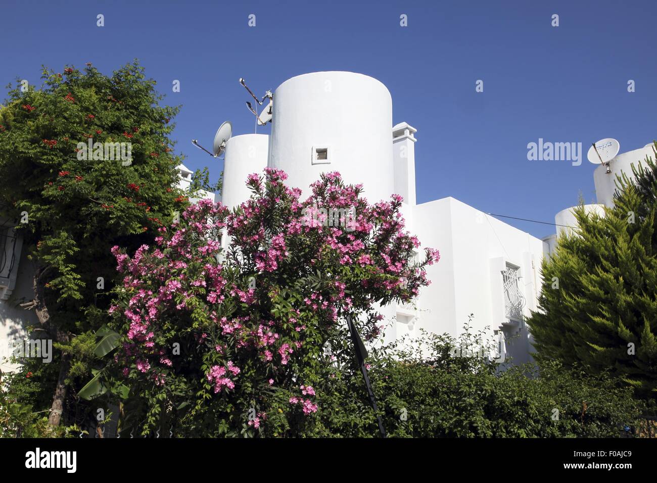 White building and flowers on tree in Aegean, Turkey Stock Photo - Alamy