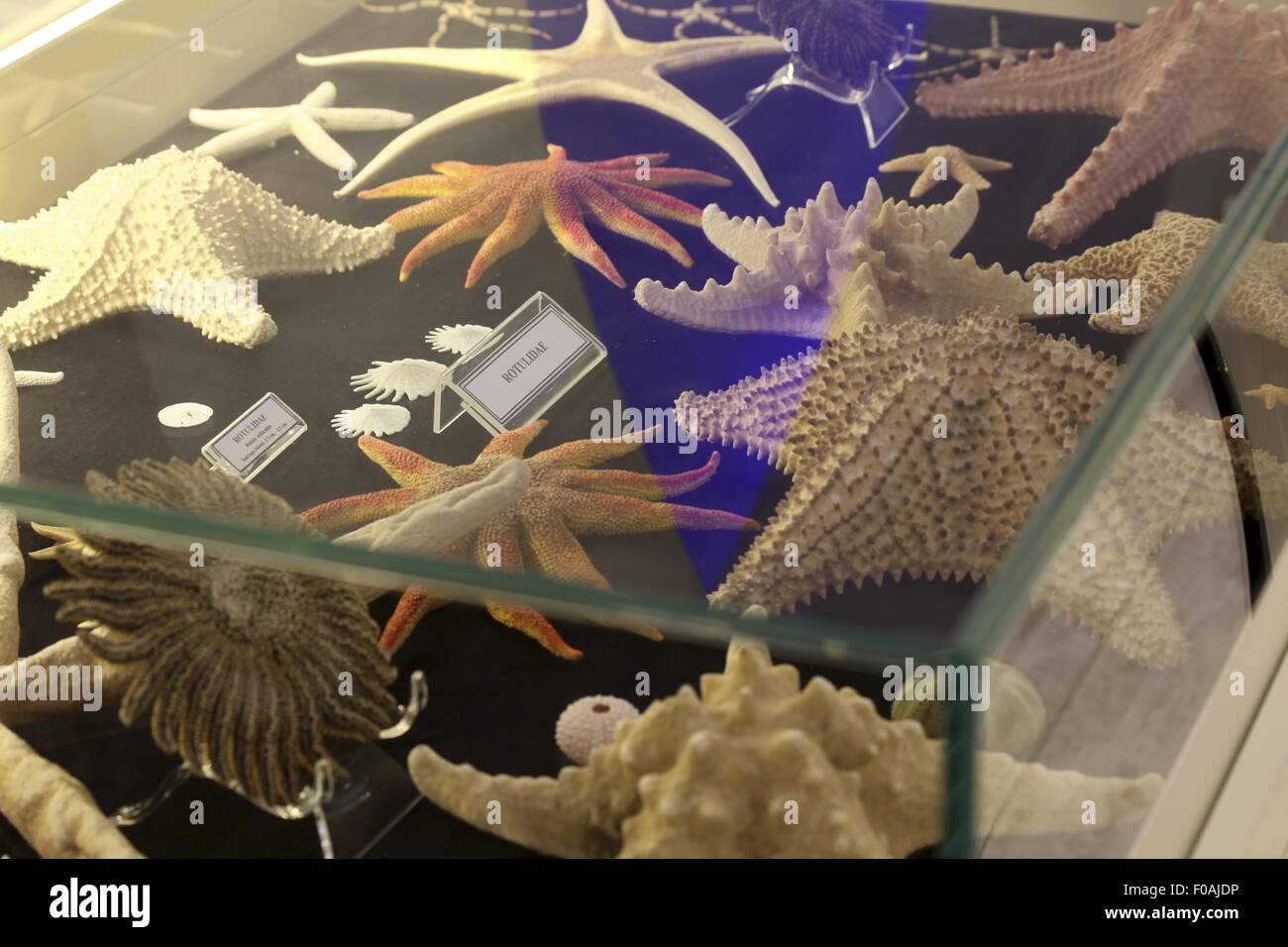 Close-up of variety of shells in showcase at Museums in Bodrum ...