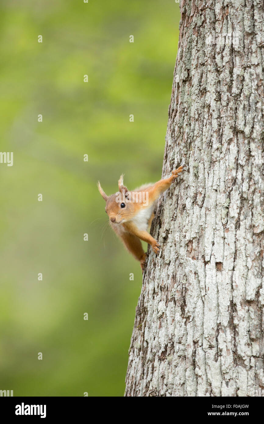 Red Squirrel peeking around a Pine Tree Stock Photo - Alamy