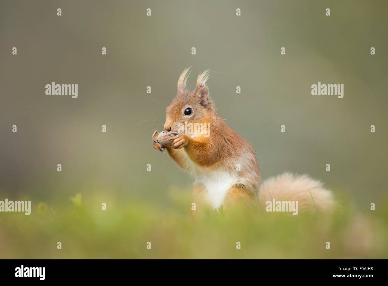 Portrait of a Red Squirrel Eating A Hazelnut Stock Photo - Alamy