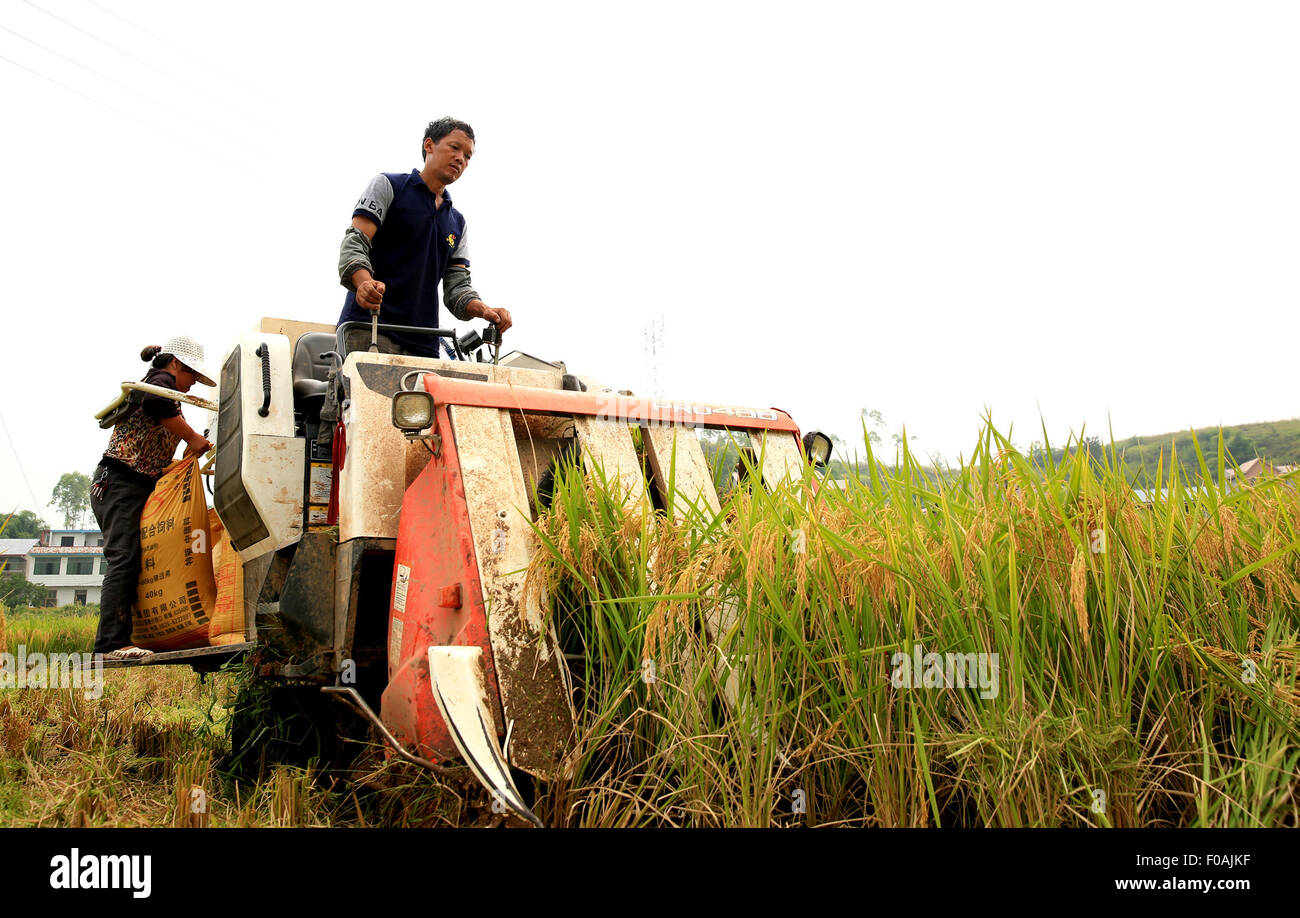 Guang'an, China's Sichuan Province. 11th Aug, 2015. Professional farm ...