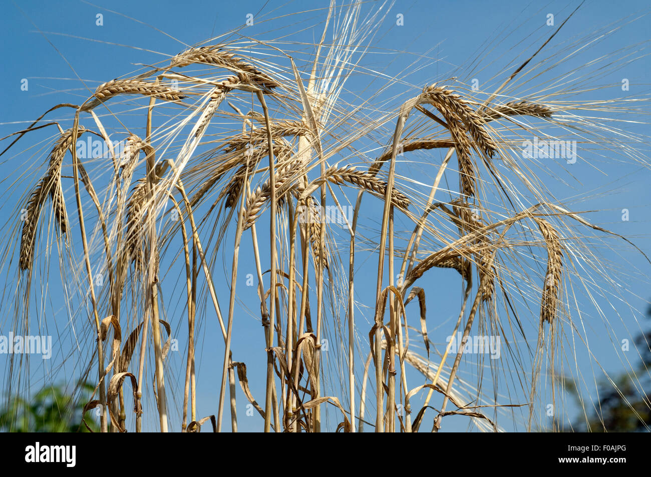Gerstenaehren, Gerstenkoerner, Gerste; Hordeum, vulgare Stock Photo - Alamy