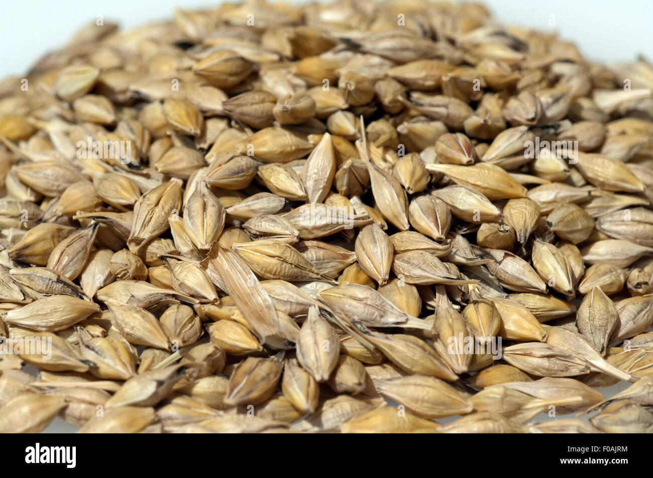 Gerstenkoerner; Gerste; Hordeum; vulgare Stock Photo - Alamy