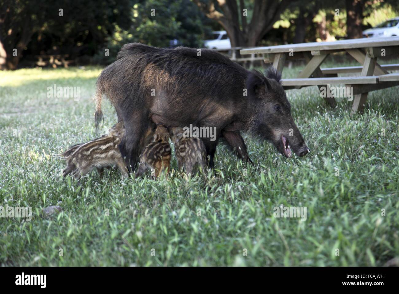 Two wild boar in Dilek Peninsula National Park, Turkey Stock Photo - Alamy