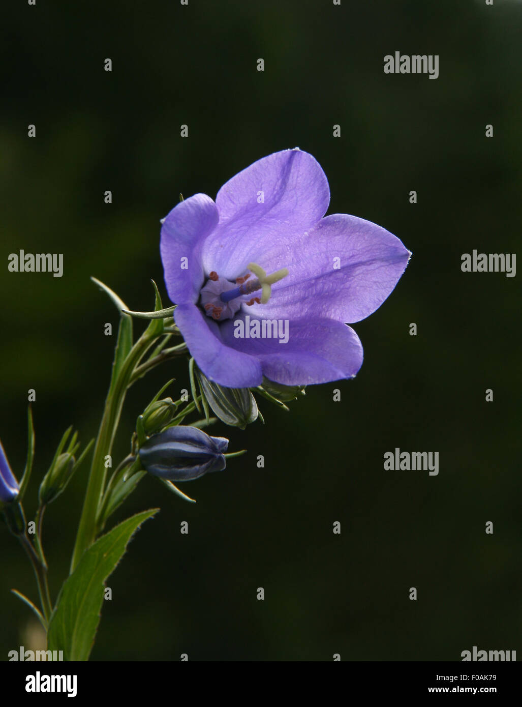 Mountain harebell hi-res stock photography and images - Alamy