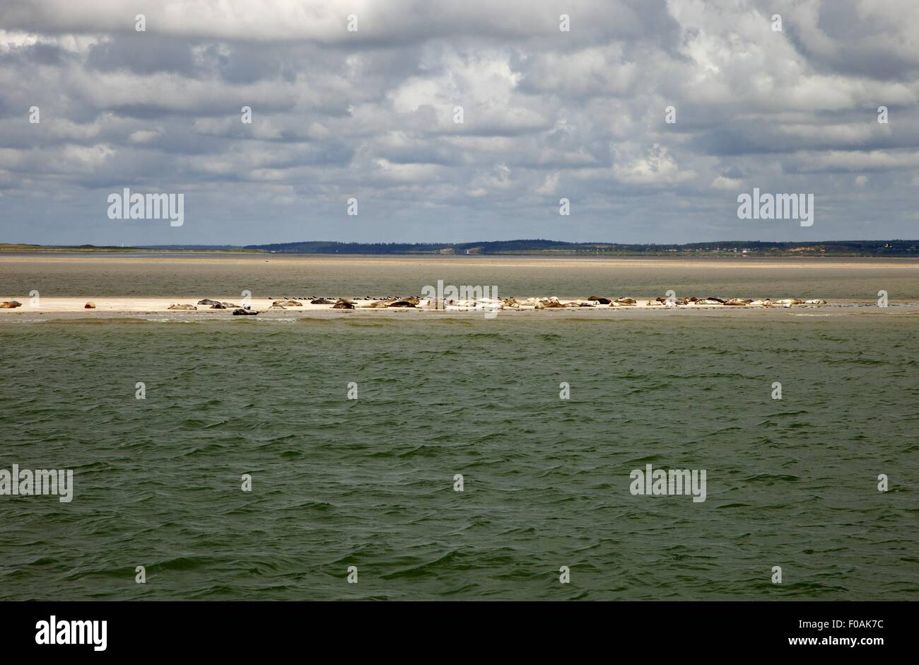 Fano denmark seals hi-res stock photography and images - Alamy