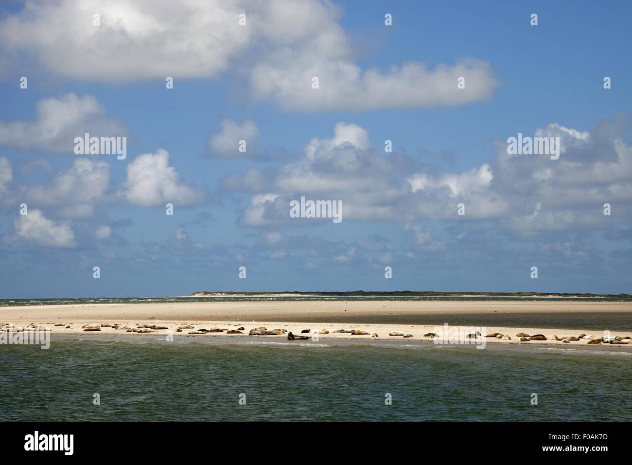 Fano denmark seals hi-res stock photography and images - Alamy