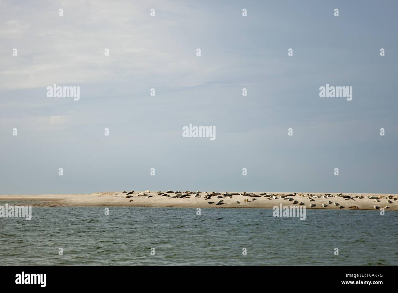 Fano denmark seals hi-res stock photography and images - Alamy