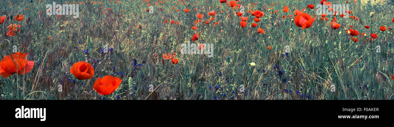 Field of bright red corn poppy flowers in summer Stock Photo - Alamy