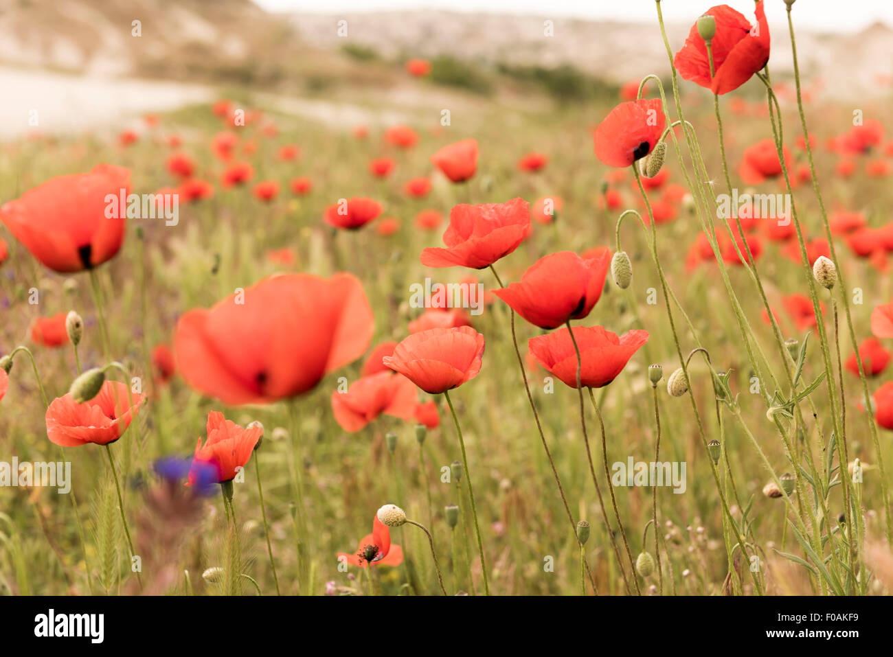 Scarlet red corn poppy hi-res stock photography and images - Alamy