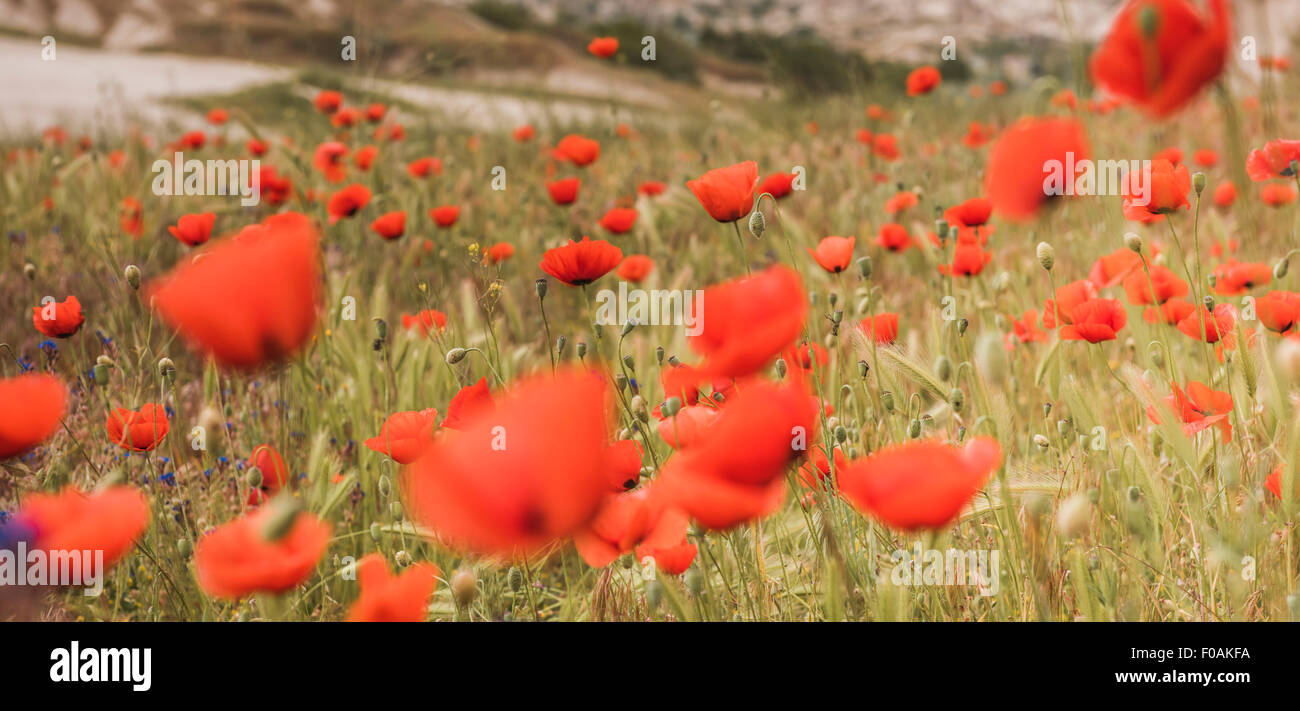 red poppy field scene Stock Photo - Alamy