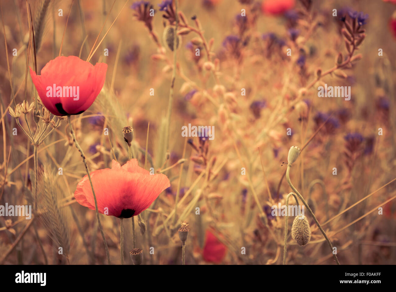 red poppy field scene Stock Photo - Alamy