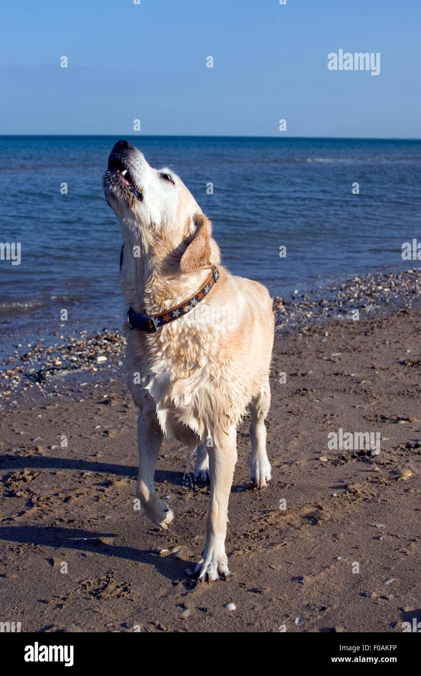 Labrador Retriever having fun on the beach, Bridlington, East Yorkshire ...