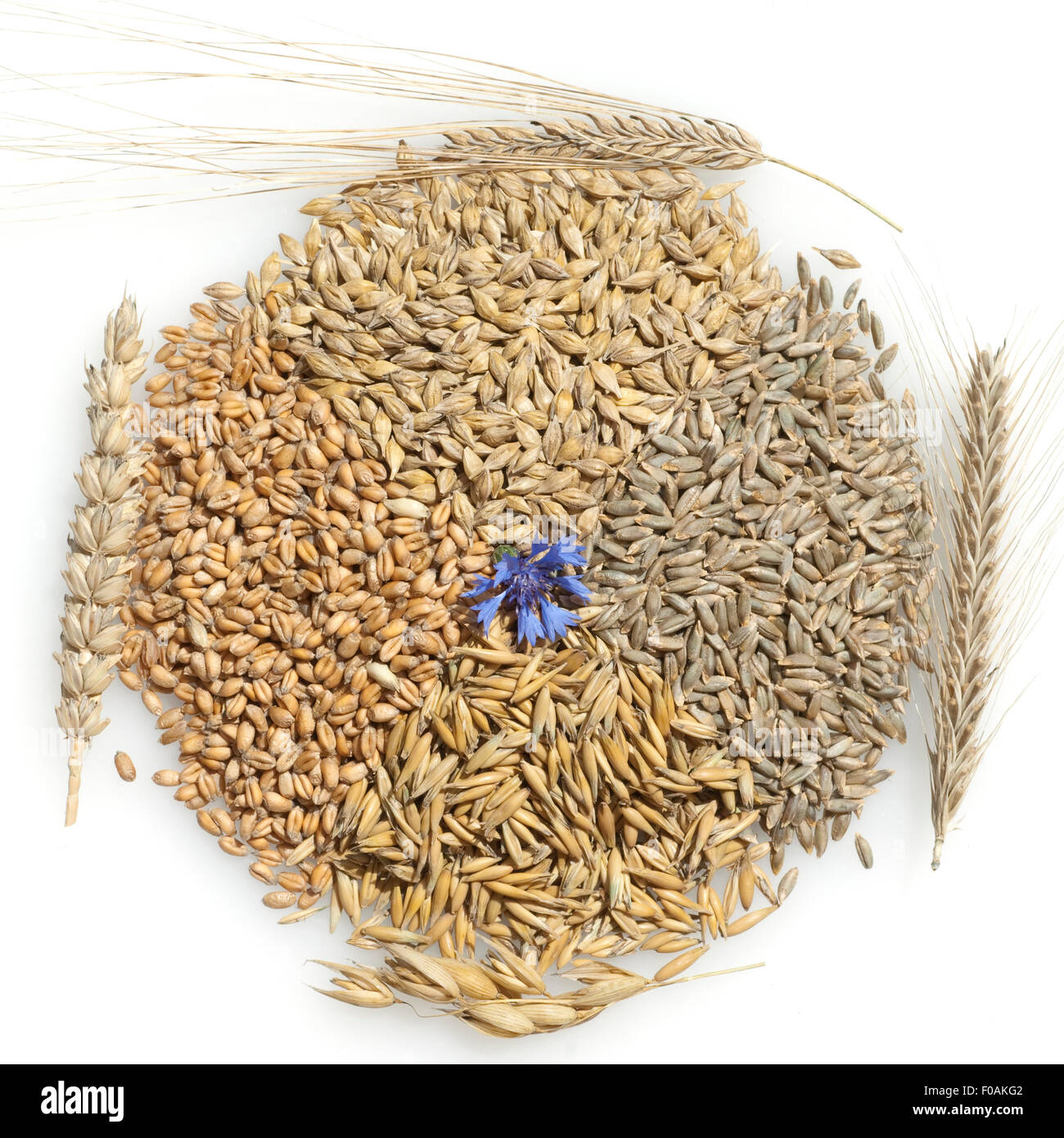 Getreidesorten, Getreide, Getreidekoerner Stock Photo - Alamy