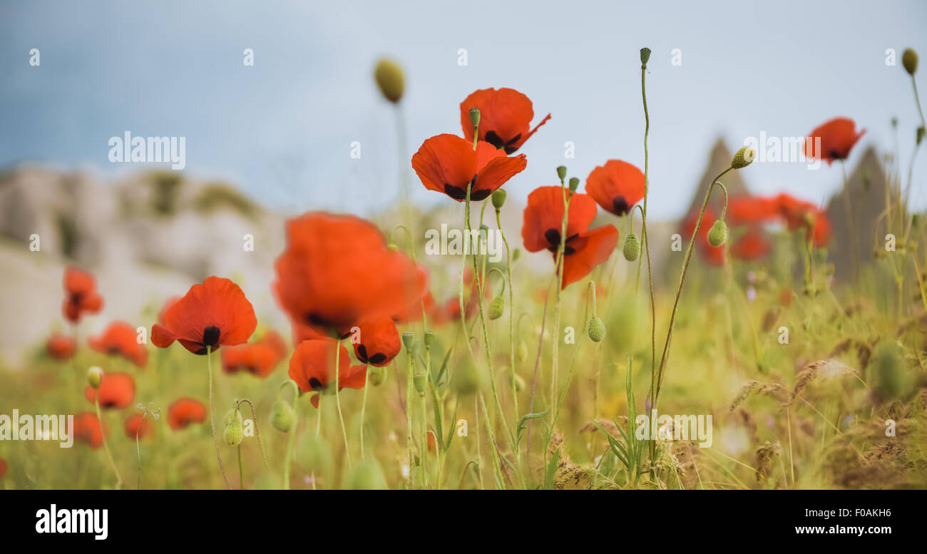 red poppy field scene Stock Photo - Alamy