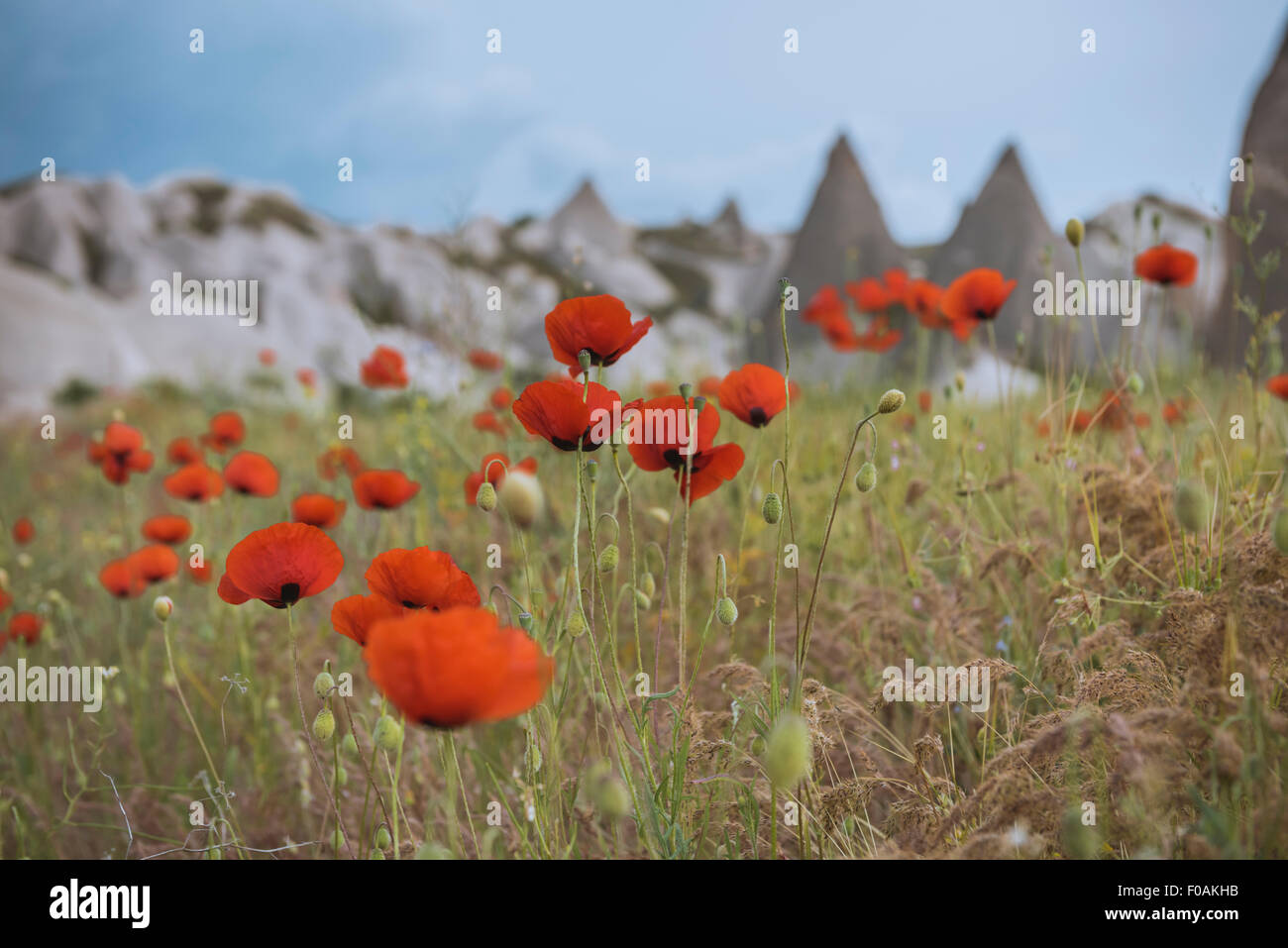 red poppy field scene Stock Photo - Alamy