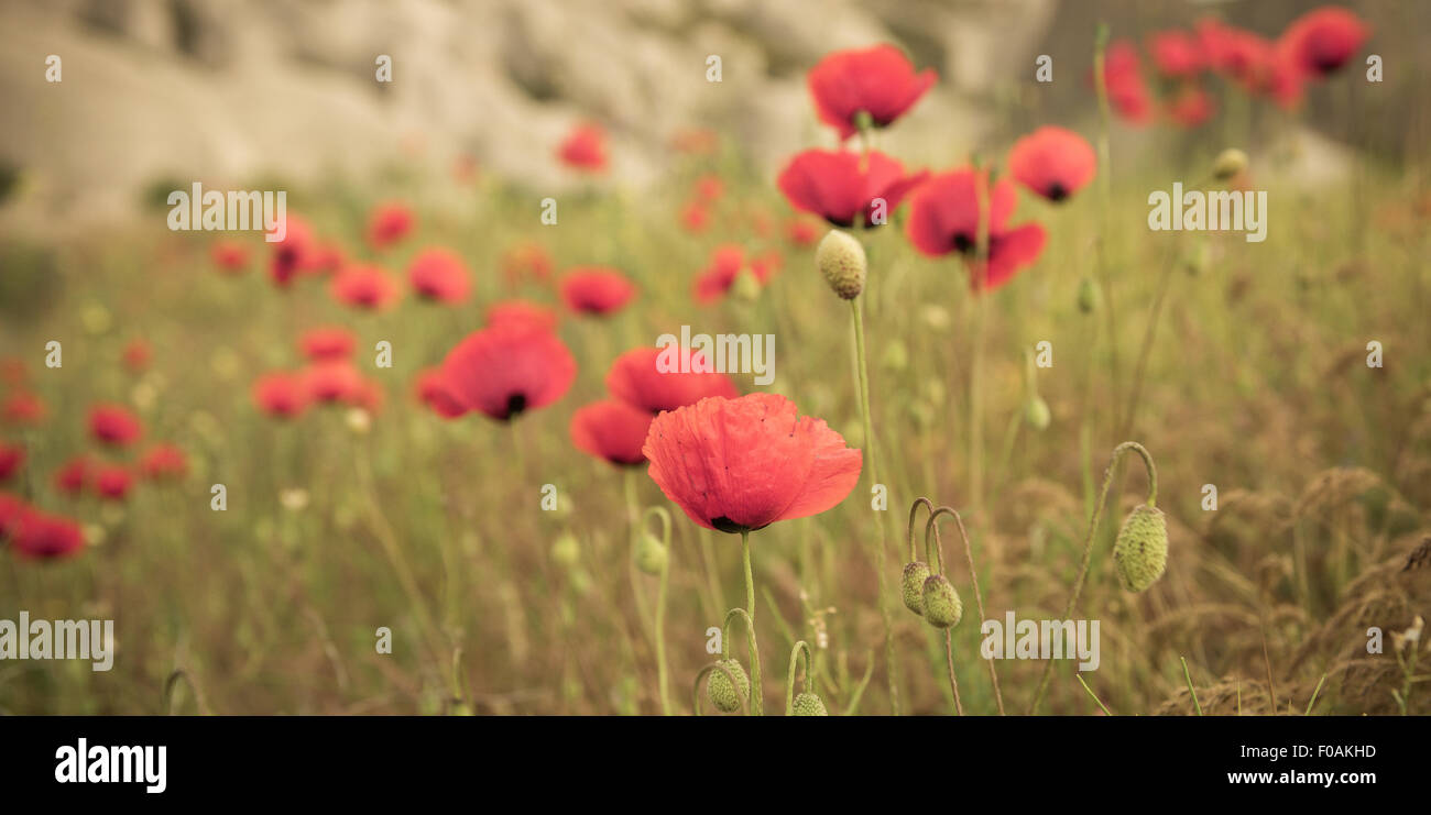 red poppy field scene Stock Photo - Alamy