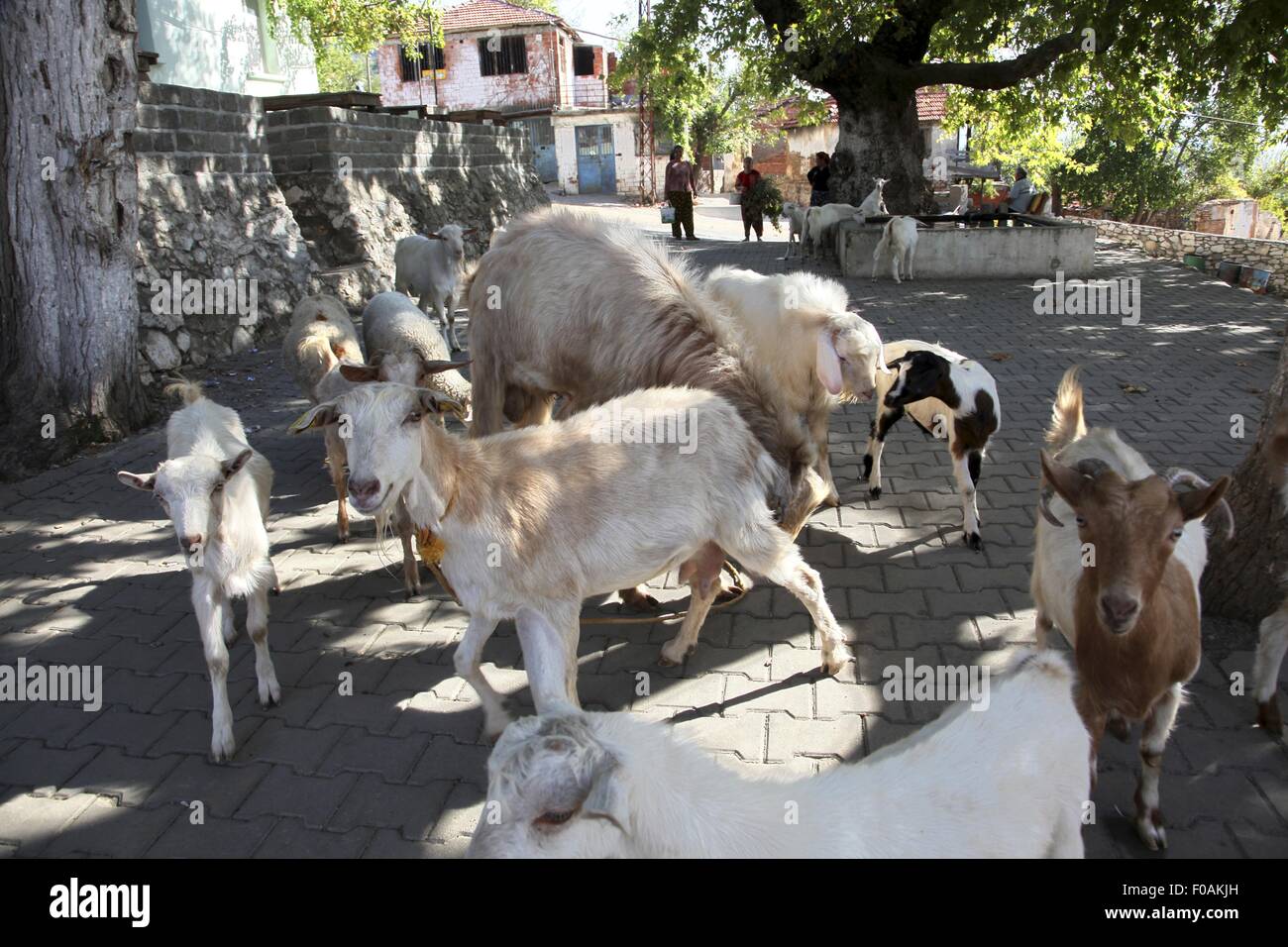 Goats in Kazda, Edremit, Turkey Stock Photo - Alamy