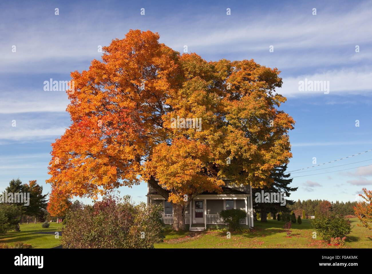Autumn tree in Sunnynook, Nova Scotia, Canada Stock Photo - Alamy