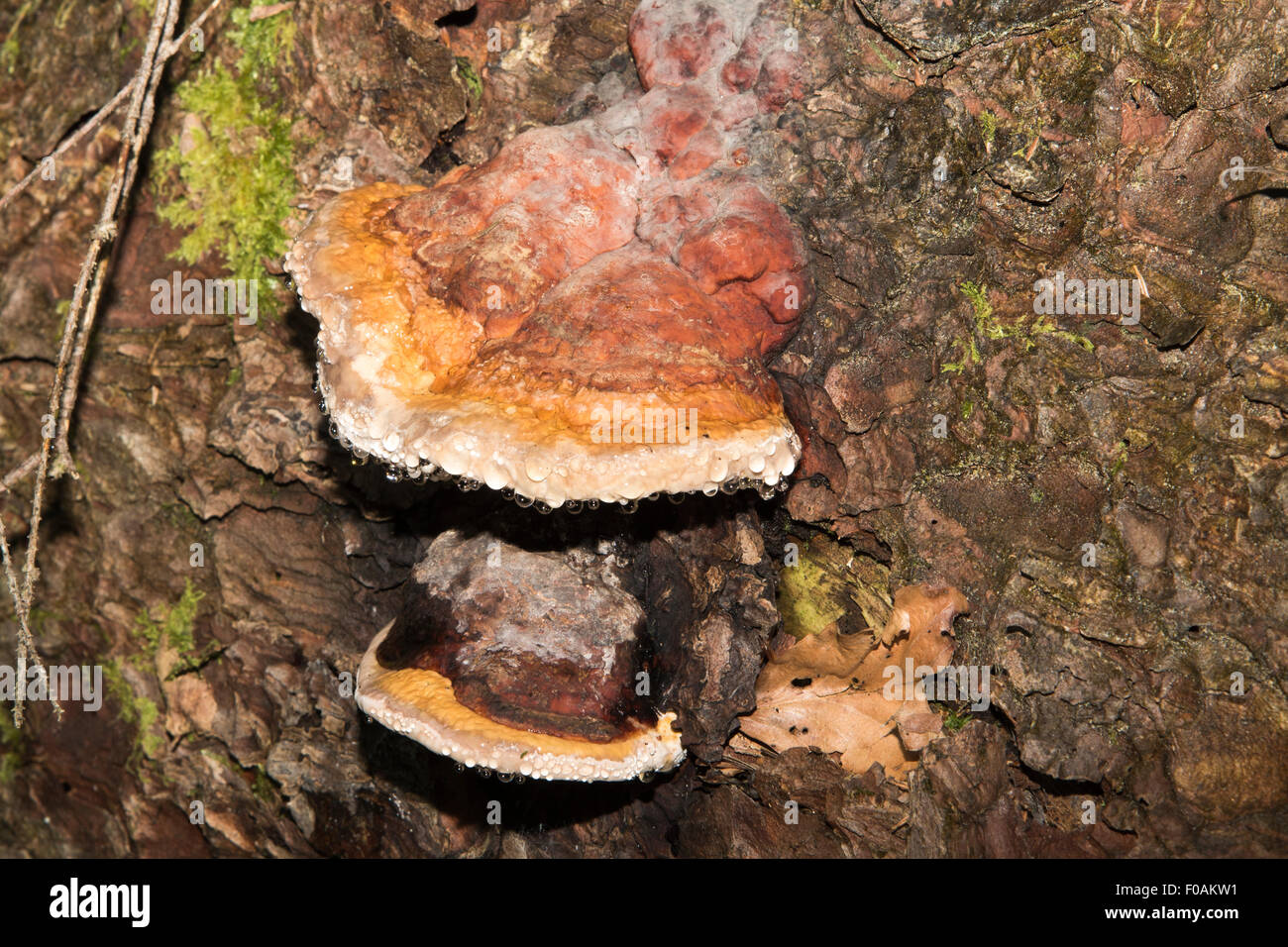 Formitopsis pinicola hi-res stock photography and images - Alamy